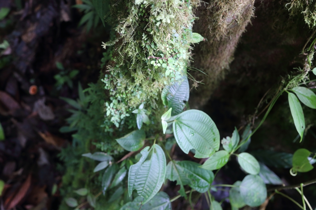 flowering plants from Santa Clara, Ecuador on January 14, 2024 at 11:06 ...