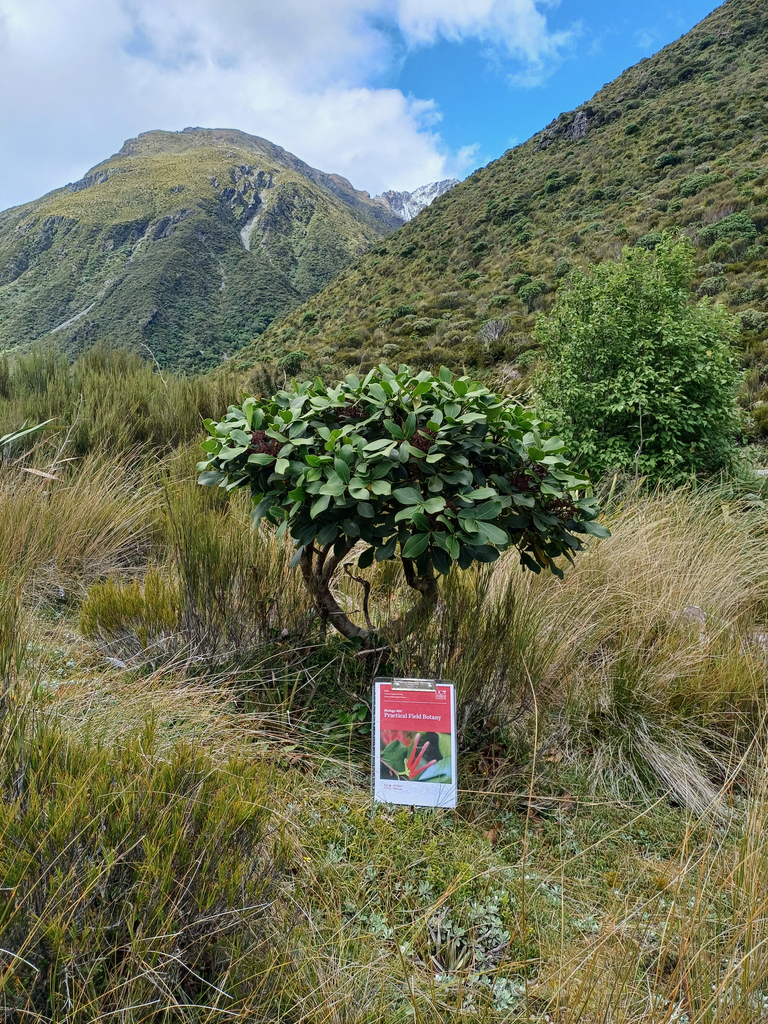 Mountain Five Finger from Westland District, West Coast, New Zealand on ...