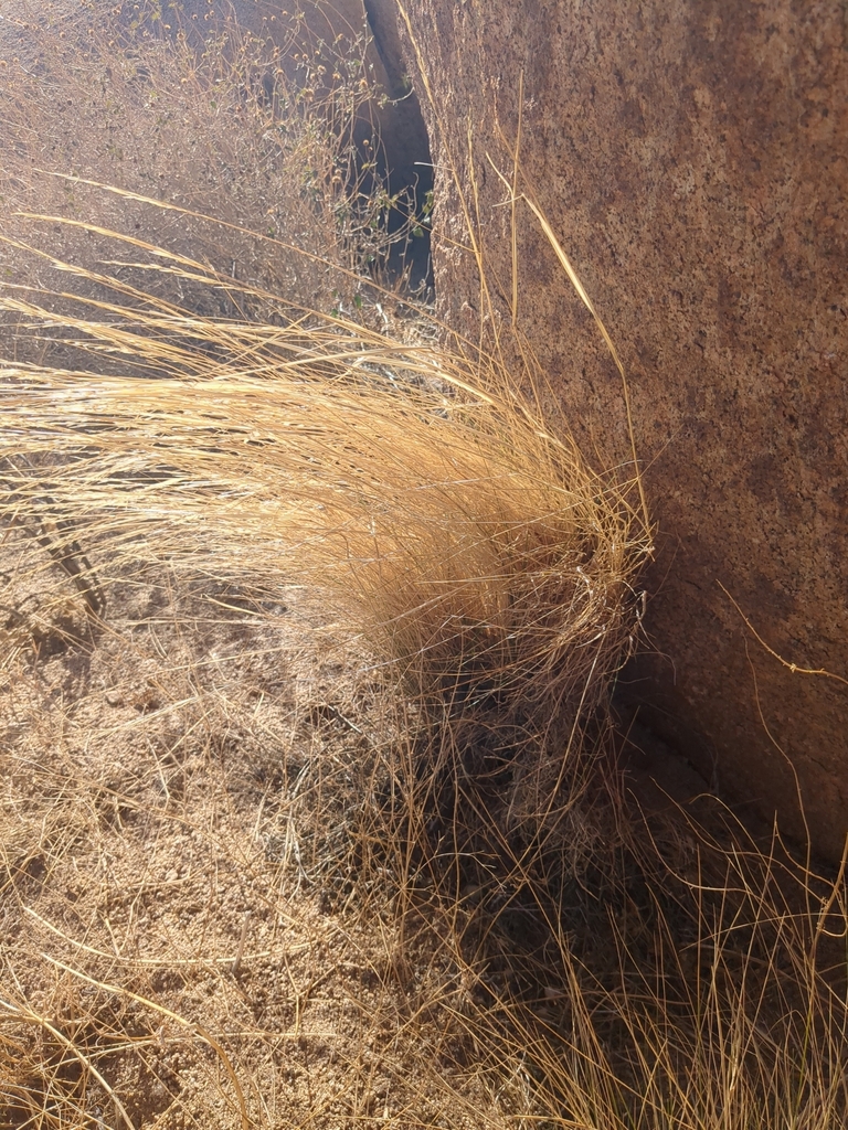 Sand Ricegrass from Joshua Tree National Park, Riverside County, US-CA ...