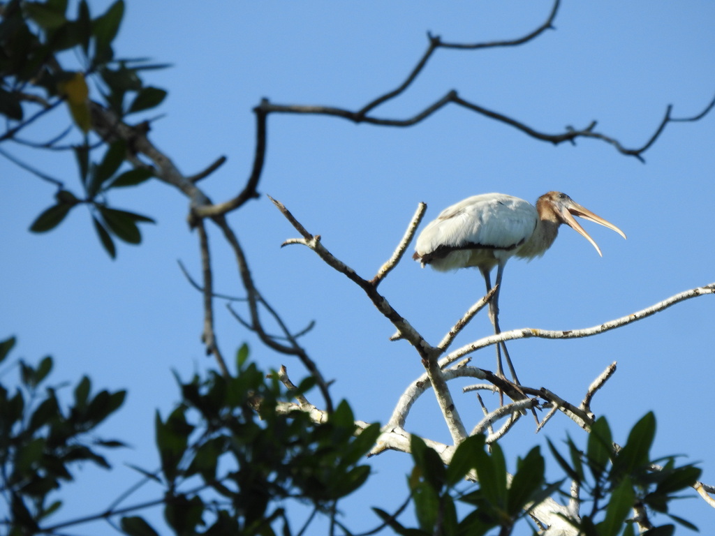 Wood Stork from 30586 Barra Zacapulco, Chis., México on September 7 ...