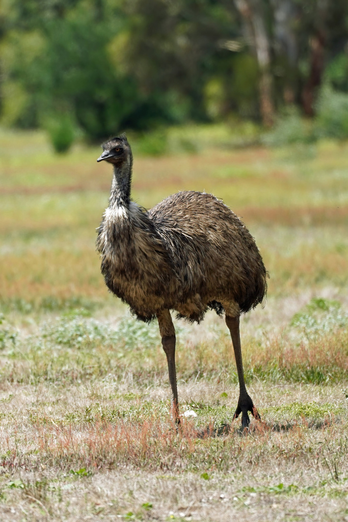 Emu from Lara VIC, Australia on January 27, 2024 at 12:13 PM by ...