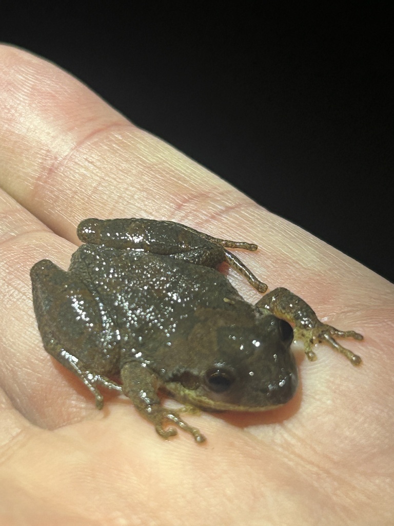 Upland Chorus Frog from Talladega National Forest, Brent, AL, US on ...