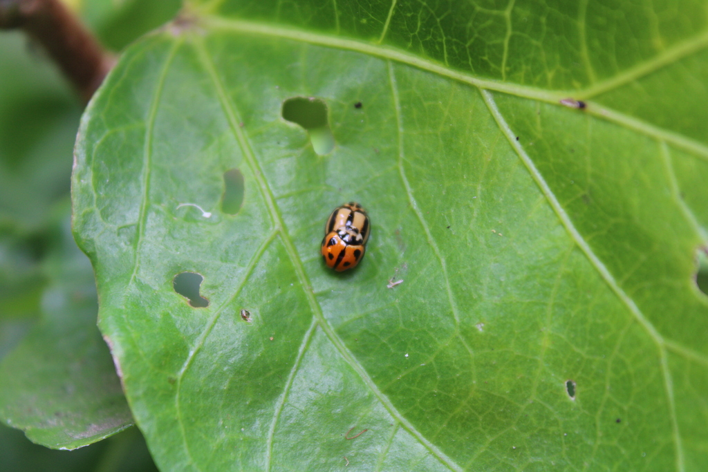 Variable Ladybird Beetle from Smiths Lake NSW 2428, Australia on ...