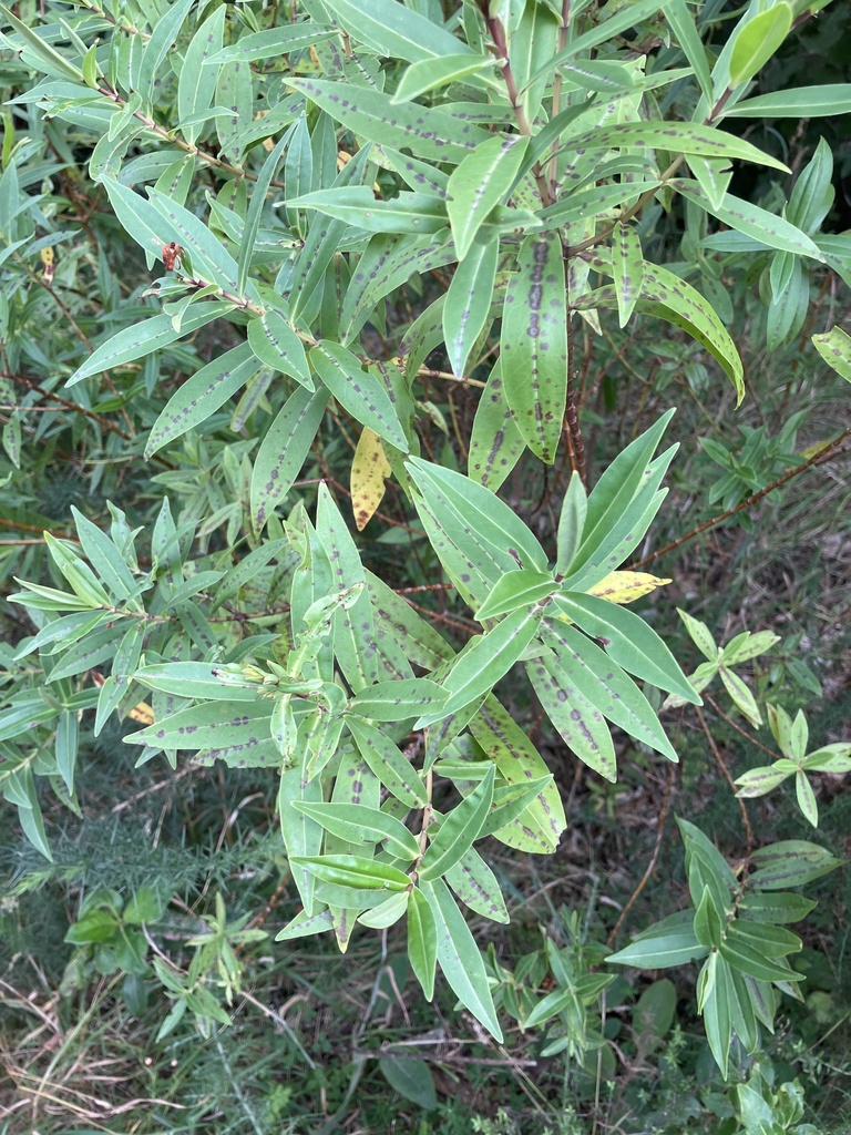 koromiko from South Island/Te Waipounamu, Picton, Marlborough, NZ on ...