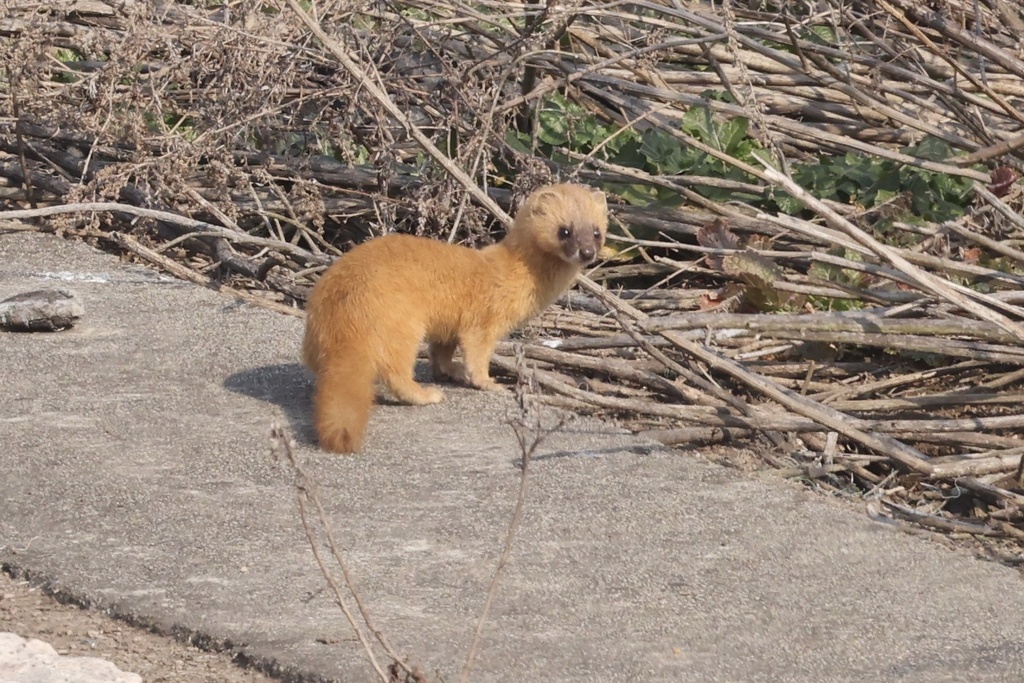 Siberian Weasel from Shanghai, Shanghai, CN on January 28, 2024 at 10: ...