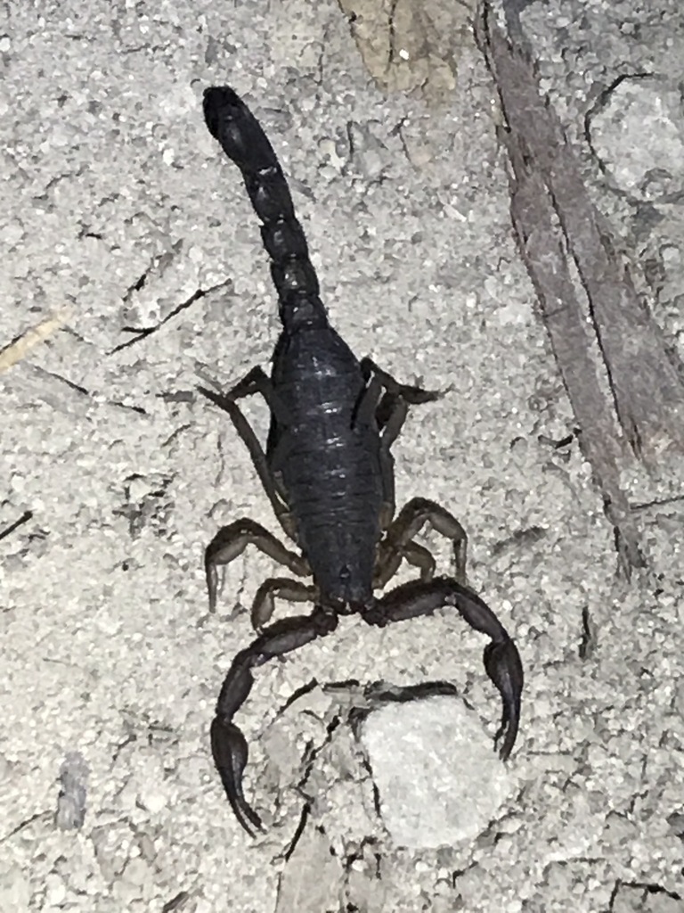 Mexican Scorpion from Santa María Tepepan, Ciudad de México, CDMX ...