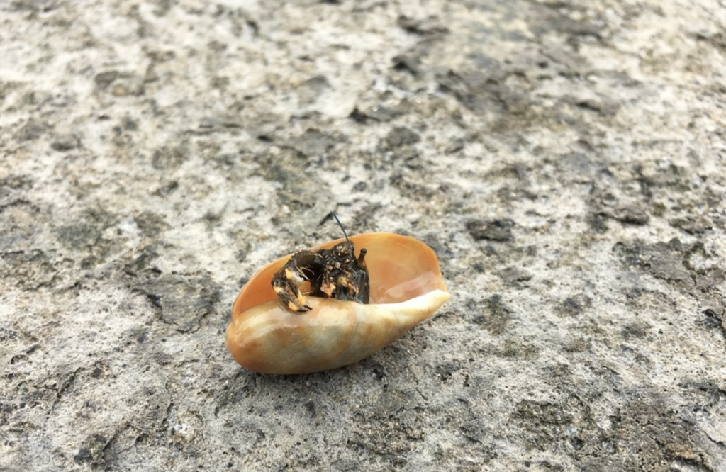 Gastropods from Shelly Beach QLD 4551, Australia on December 10, 2016 ...