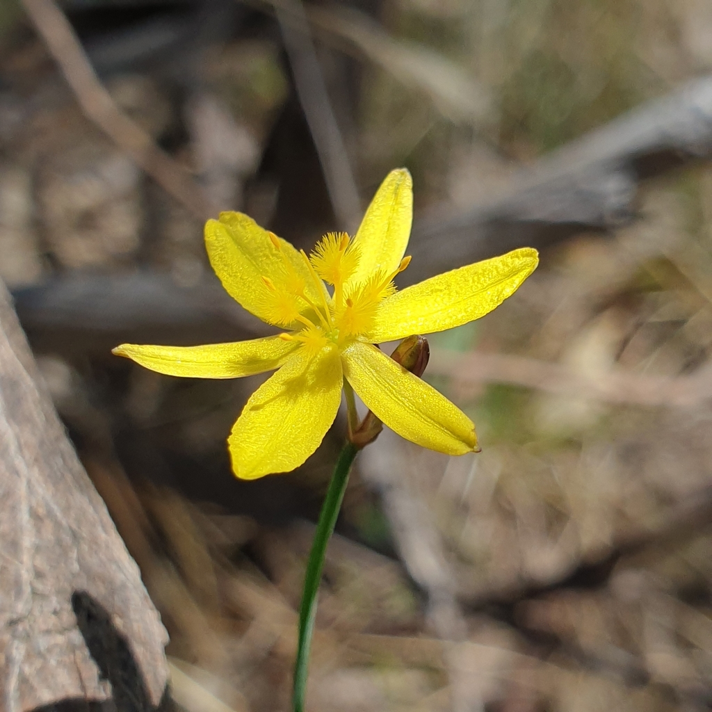 yellow rush-lily from Mangalore VIC 3663, Australia on January 28, 2024 ...