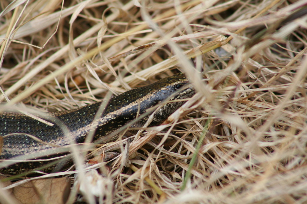 Northern Spotted Skink in January 2024 by leslie_lcsm · iNaturalist
