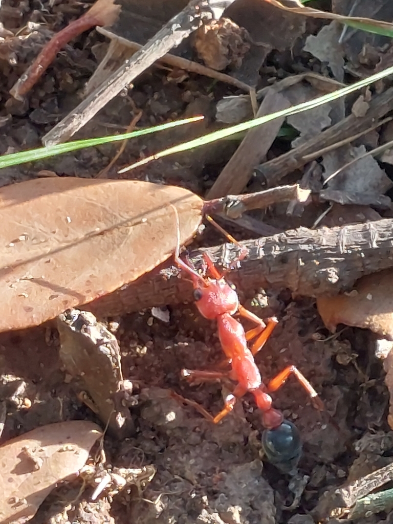 Giant Bulldog Ant from The Comenarra Pkwy opp Butterfield St ...