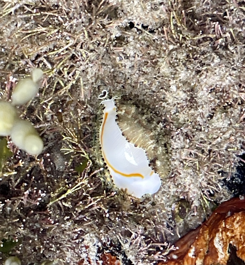 Gold Ring Cowry from Woolgoolga, NSW, AU on January 28, 2024 at 04:59 ...