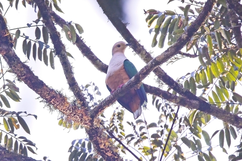 Grey-naped Cinnamon-bellied Imperial Pigeon (Subspecies Ducula basilica ...