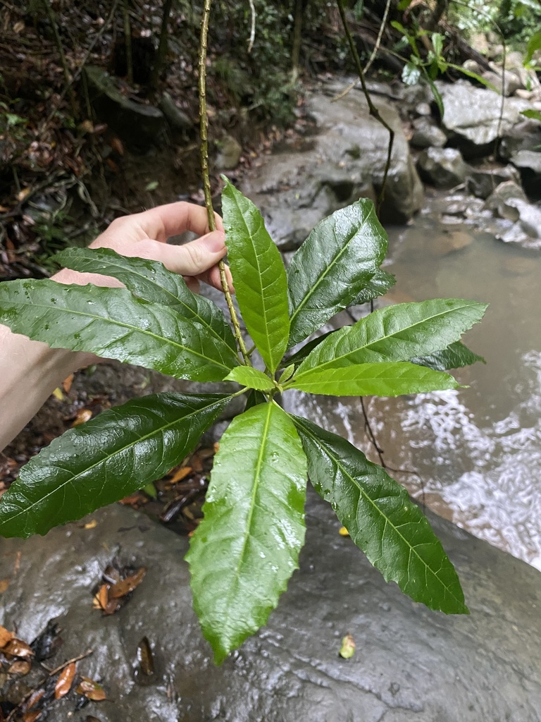 Claoxylon australe from Buderim, QLD, AU on January 28, 2024 at 05:26 ...