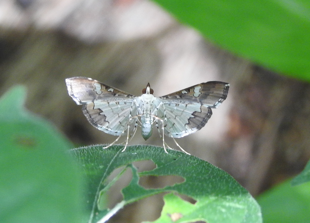 Mung Bean Moth in January 2024 by anukma · iNaturalist