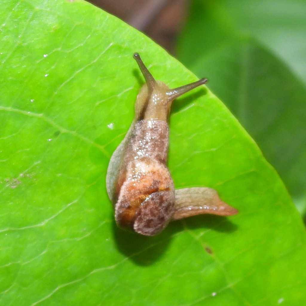 Iridescent Semi-Slug from Wightman Reserve, Arana Hills, Brisbane QLD ...