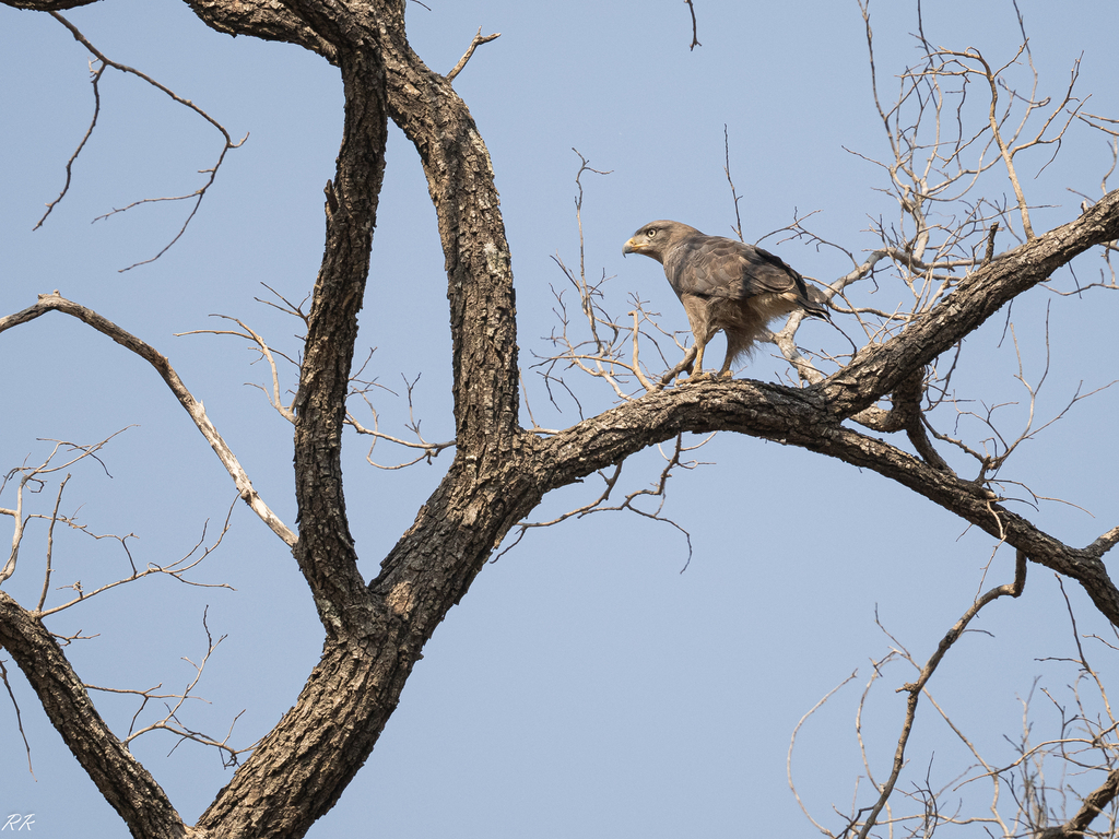 Banded Snake-Eagle from Tambacounda, Senegal on January 15, 2024 at 11: ...
