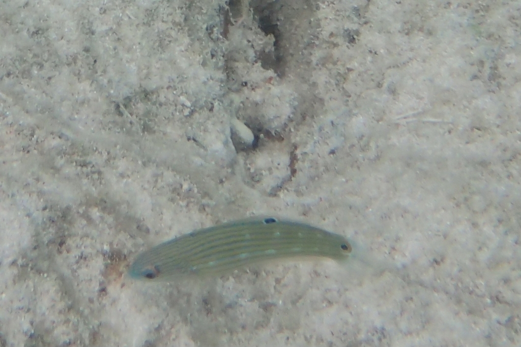 Pinstriped Wrasse from Douglas, QLD, Australia on September 16, 2023 at ...