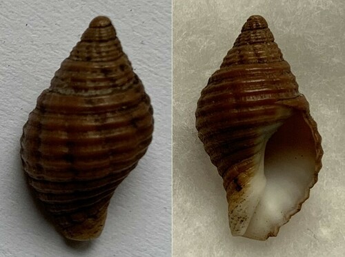 Pollia rubiginosa · iNaturalist