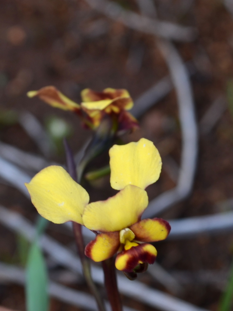 Double Tails from Varley WA 6355, Australia on September 9, 2014 at 05: ...