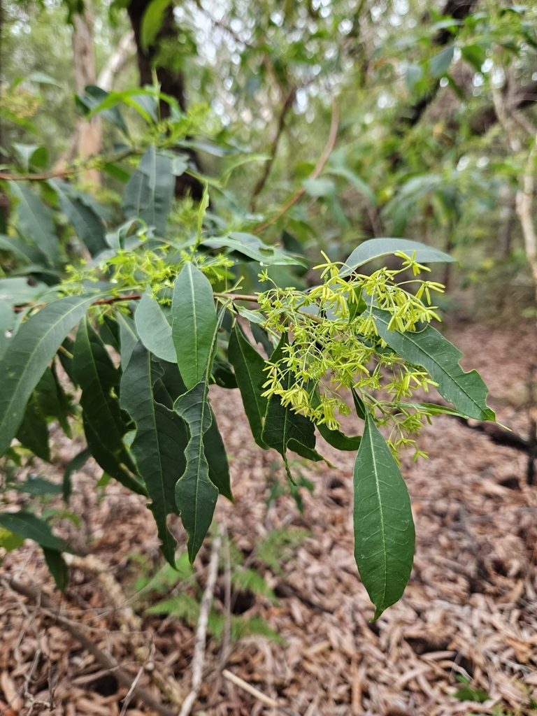 Common Hop Bush from Woorim QLD 4507, Australia on January 28, 2024 at ...