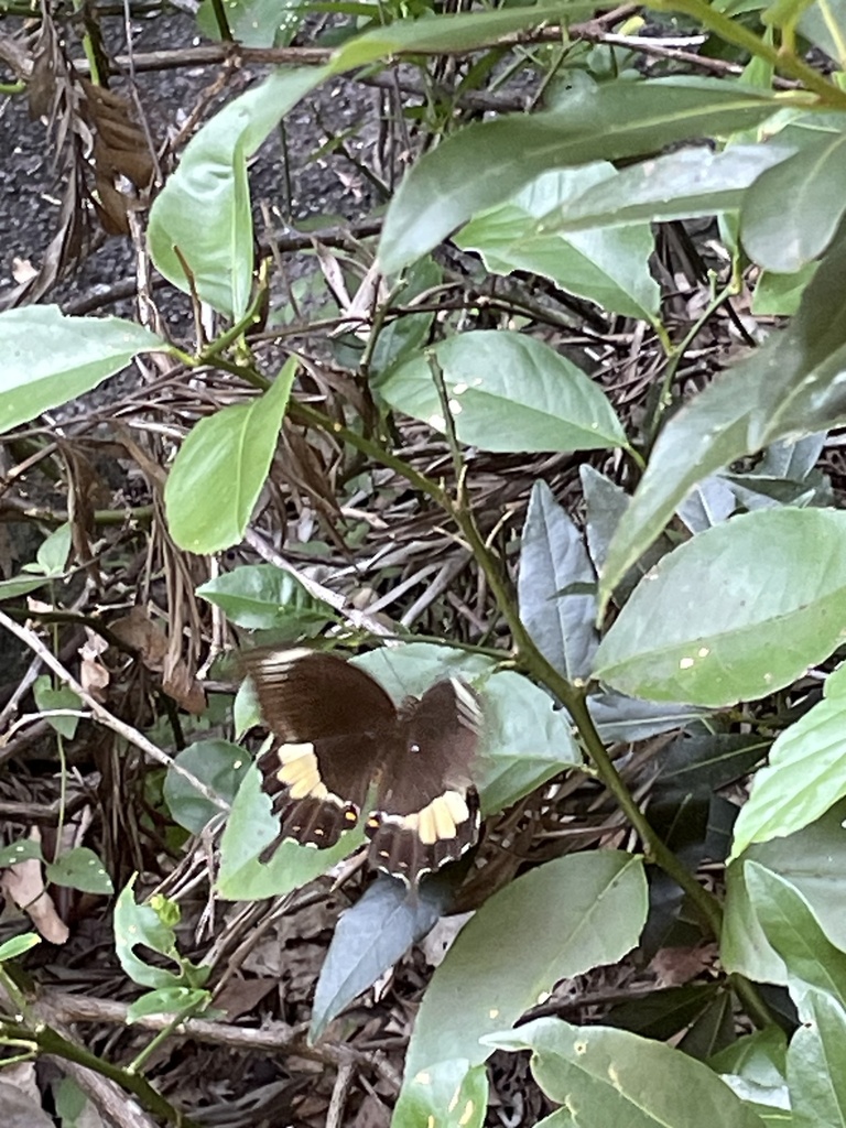 Capaneus Swallowtail from Summerland Pl, Pullenvale, QLD, AU on January ...