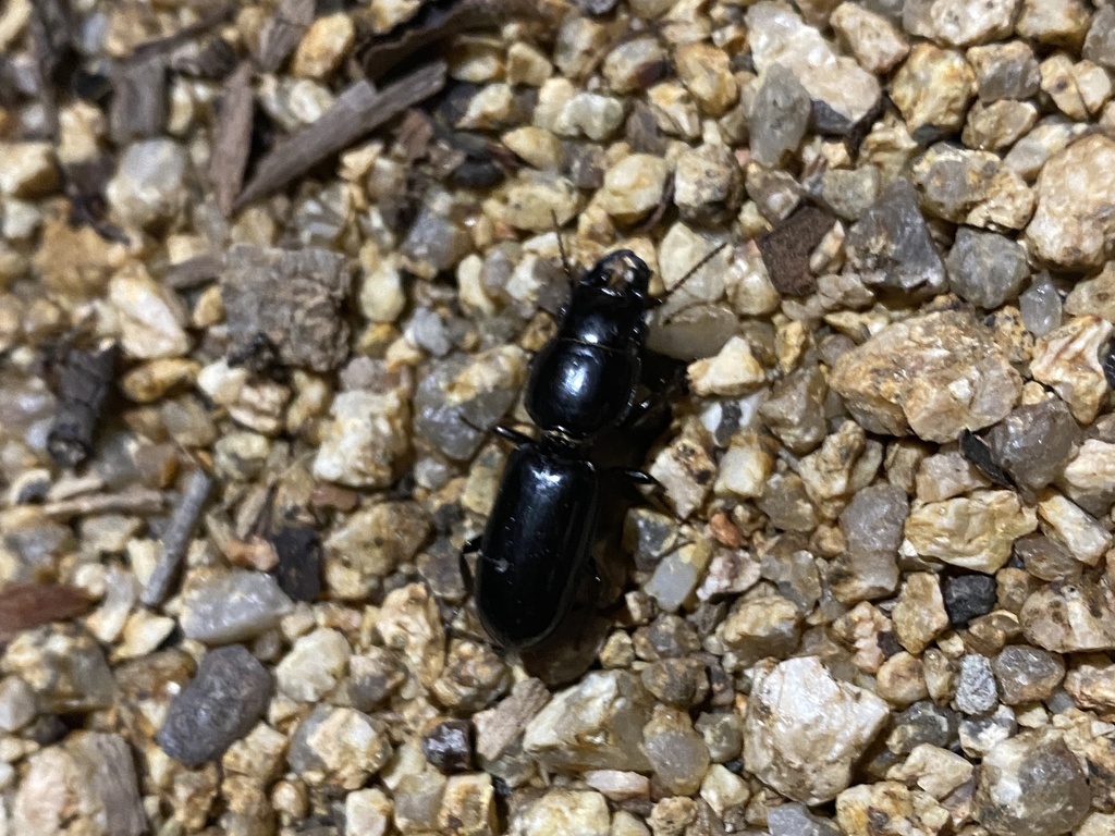 Geoscaptus from New England Hwy, Crows Nest, QLD, AU on January 28 ...