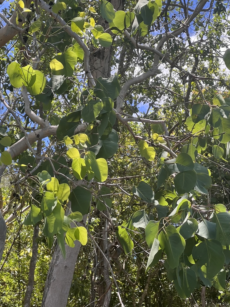 Broad-leaved Poplar Gum from Lake Tinaroo, QLD, AU on January 7, 2024 ...