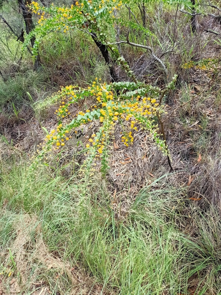 wattles from Highland Plains QLD 4401, Australia on January 28, 2024 at ...