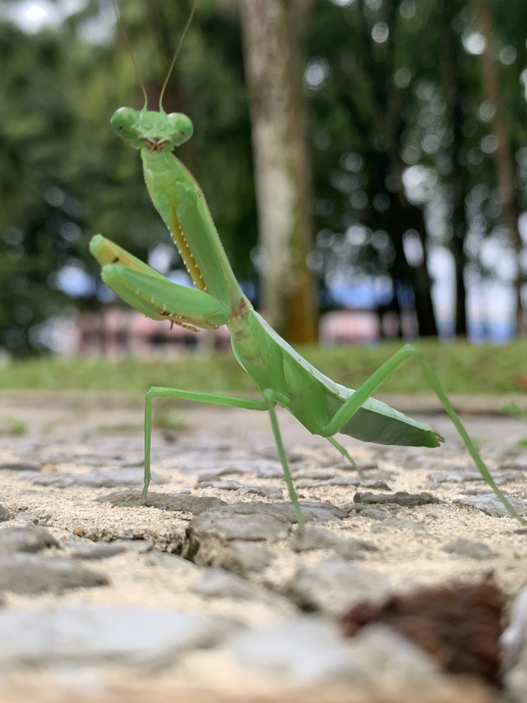 Giant Asian Mantises from Borneo, Kuching, Sarawak, MY on January 28 ...