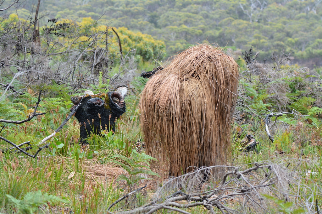Root Rot Dieback from Wilsons Promontory VIC 3960, Australia on January ...