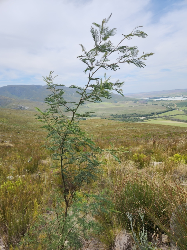 black wattle from Overberg, ZA-WC, ZA on January 28, 2024 at 11:30 AM ...