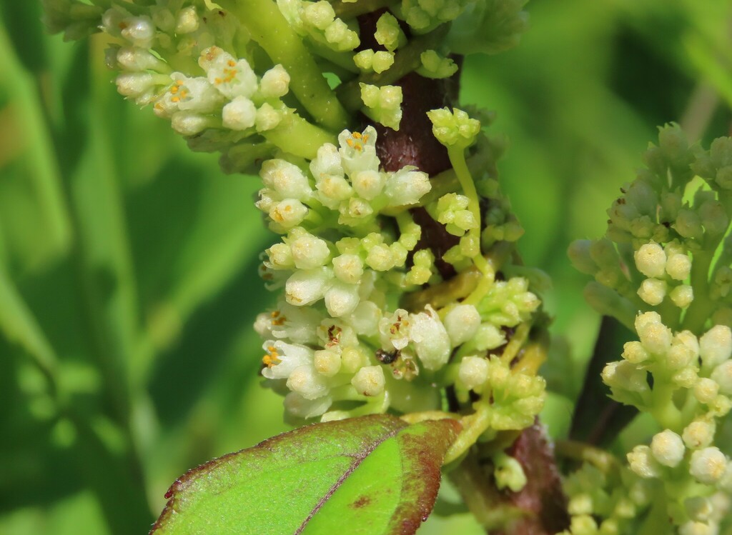 Hazel Dodder from Columbus, MN, USA on July 28, 2023 at 10:02 AM by ...