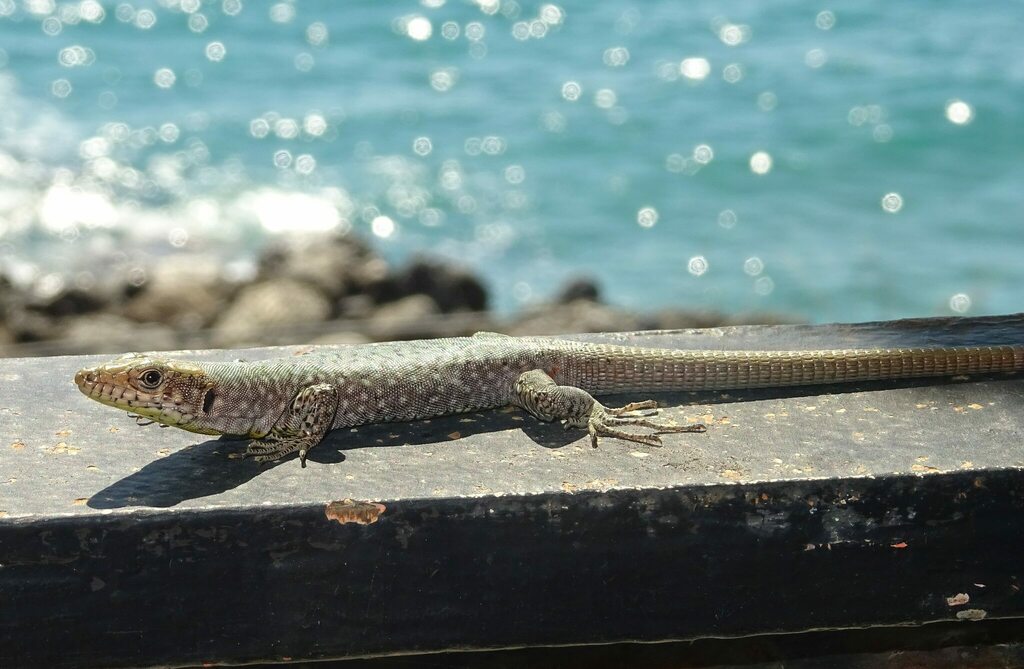Greek Rock Lizard in May 2017 by iwo2022 · iNaturalist