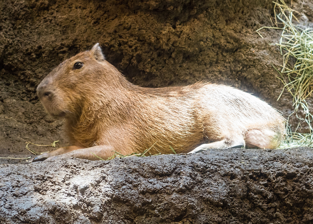 Lesser Capybara (Hydrochoerus isthmius) - Know Your Mammals