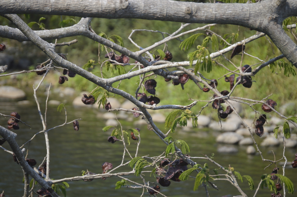 elephant ear tree from Veracruz, Mexico on April 13, 2019 at 04:34 PM ...