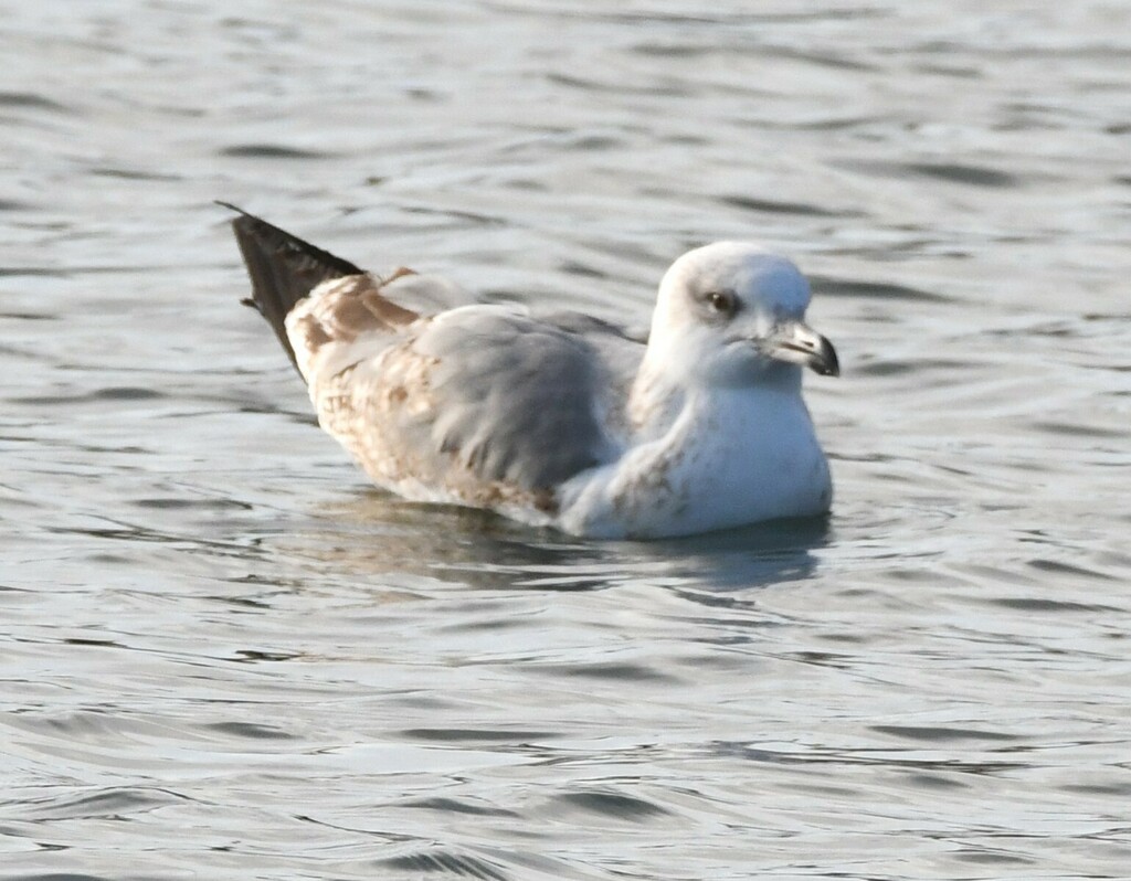 Large White-headed Gulls from Fréjus, France on January 28, 2024 at 09: ...