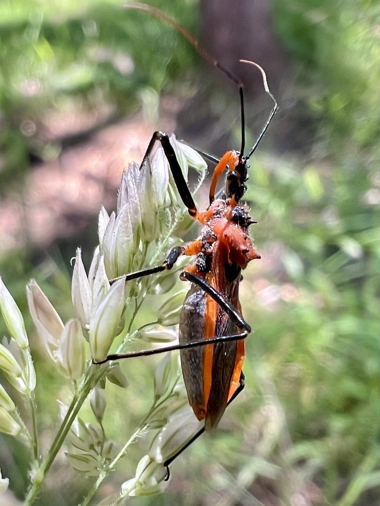 Orange Assassin Bug in January 2024 by Tom Hunt · iNaturalist