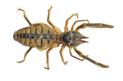 Paragaleodes melanopygus · iNaturalist