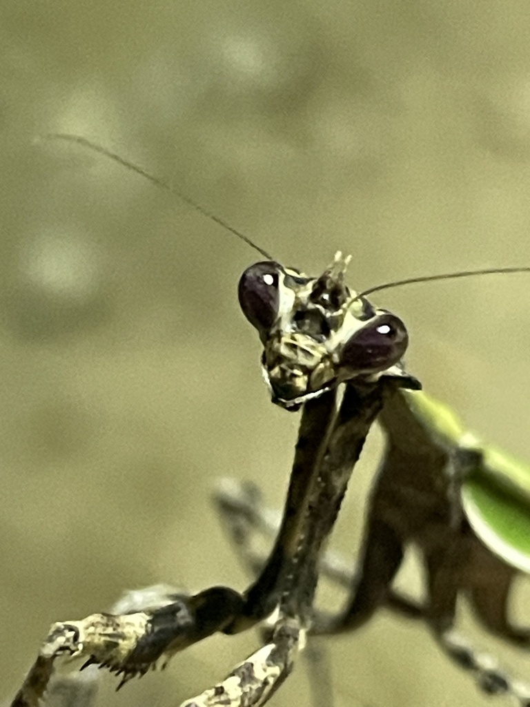 Vates serraticornis (Guide to Unicorn Mantises (Tribe Vatini ...