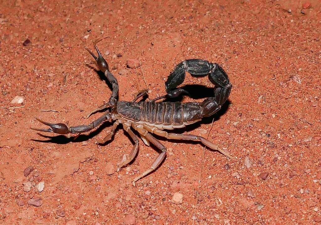 Granulated Thick-tailed Scorpion from Hardap, Namibia on January 24 ...