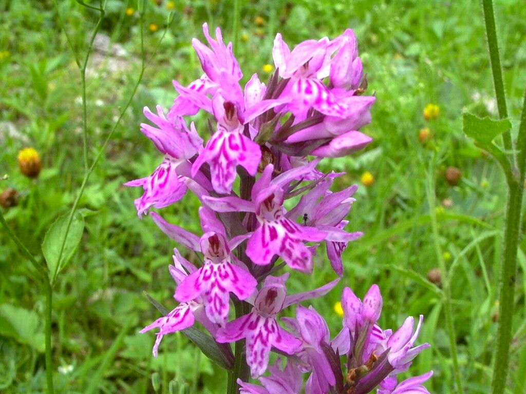Common Spotted Orchid from Bois du Sapey et Pré rond, Pellafol, Massif ...
