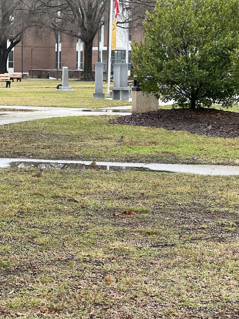 American Robin from North Carolina A&T State University, Greensboro, NC ...