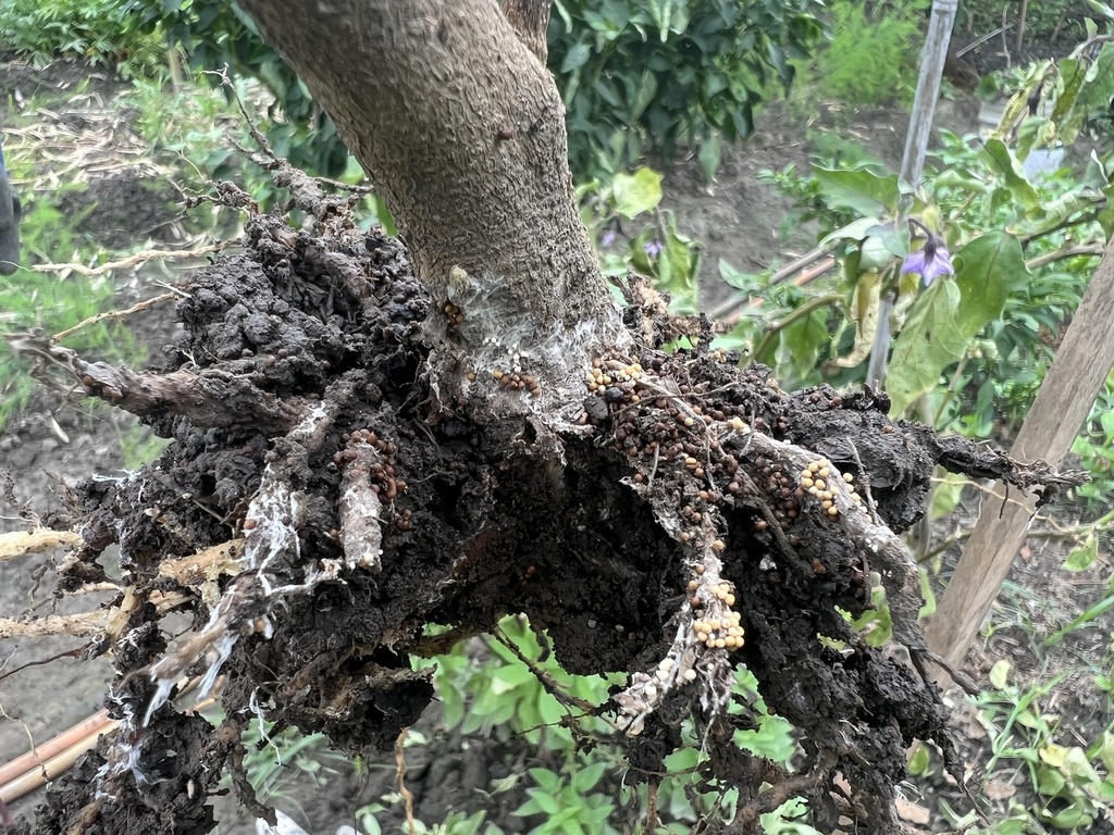 Agroathelia rolfsii from 臺灣島, 苗栗市, MIA, TW on July 30, 2023 at 04:29 PM ...