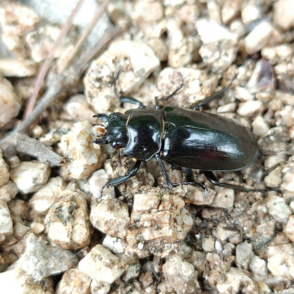 Prismognathus davidis from 中国北京市门头沟区XC8R+CFM 邮政编码: 102311 on July 30 ...