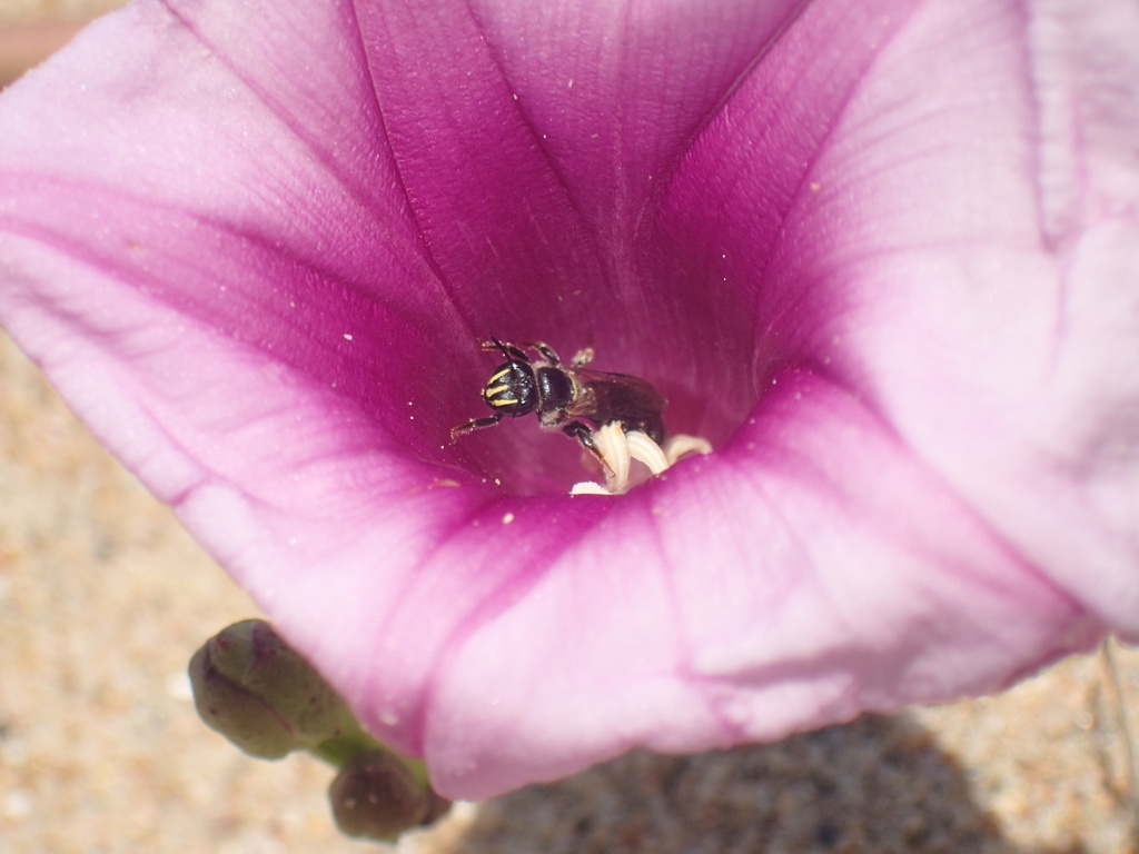 Allodape from Park Rynie, 4182, South Africa on January 28, 2024 at 11: ...