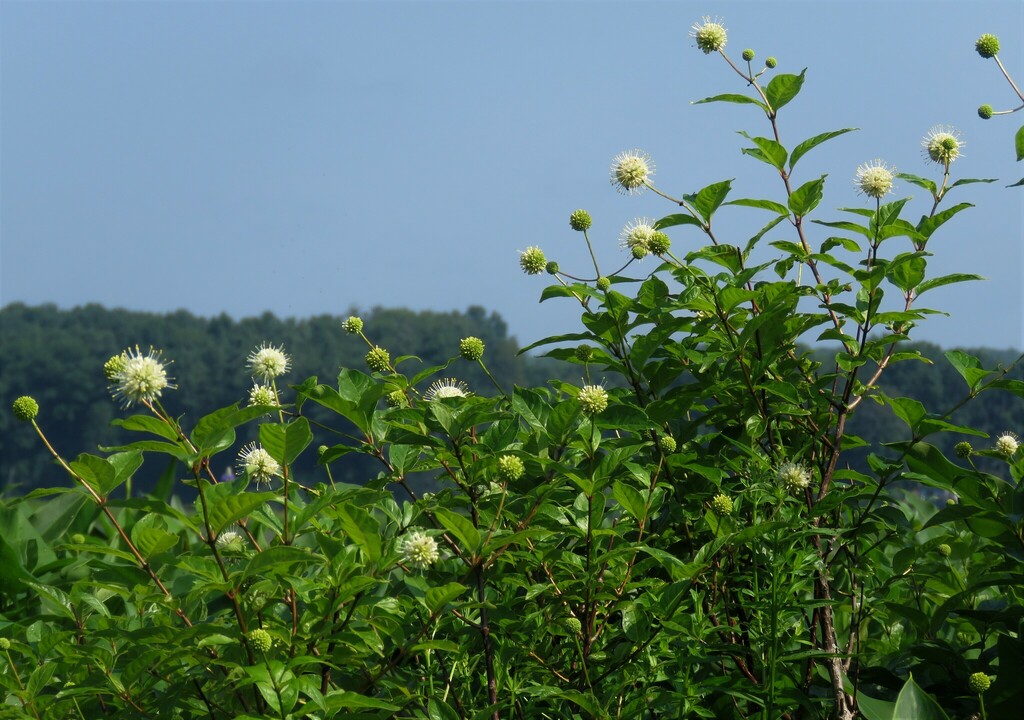 buttonbush from Round Lake, NY, USA on July 20, 2023 at 11:00 AM by ...