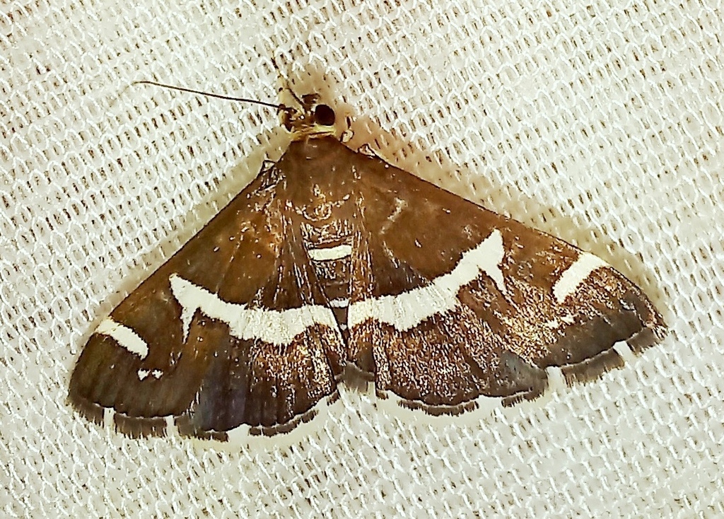 Hawaiian Beet Webworm Moth from Hillcrest, Livingstone, Zambia on ...