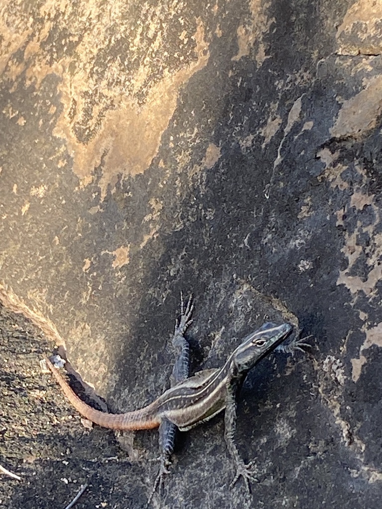 Wilhelm's Flat Lizard from Kruger National Park, Bushbuckridge, MP, ZA ...