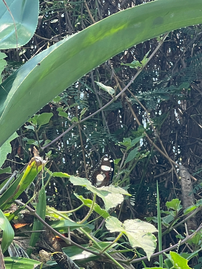 Danaid Eggfly from Kabupaten Badung, Bali, ID on January 28, 2024 at 01:45 PM by Abhas Misraraj ...