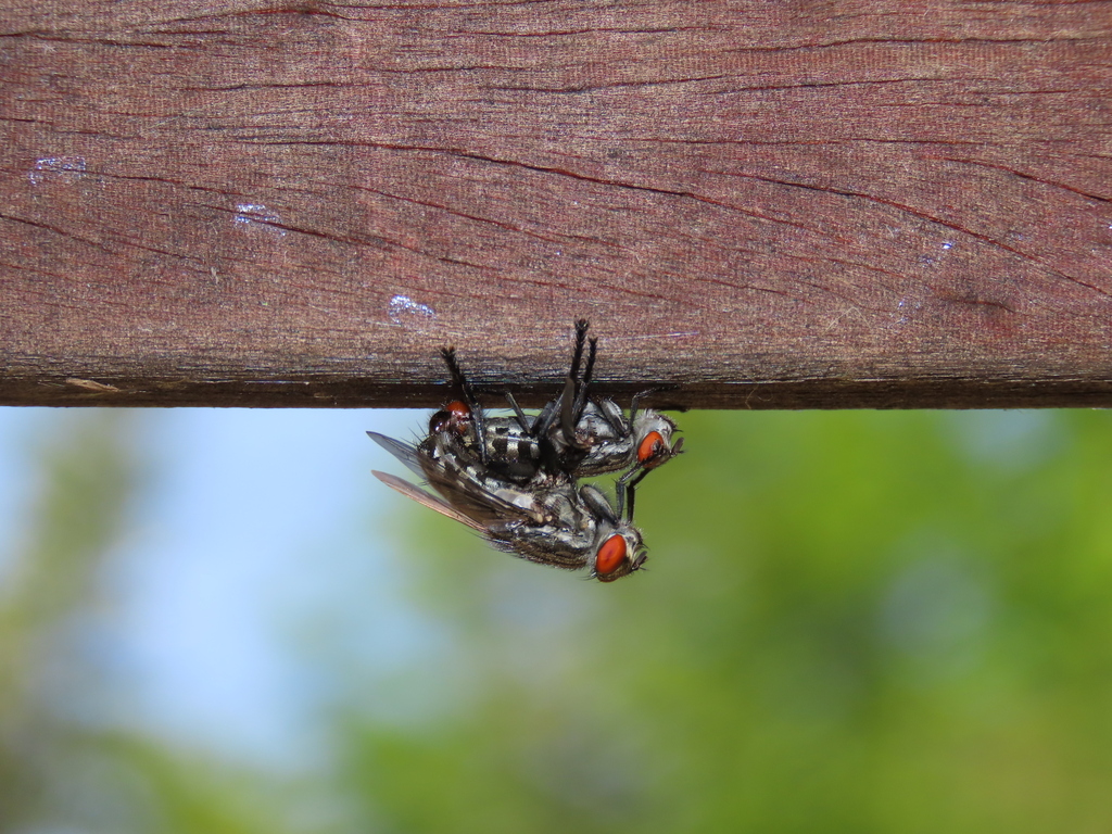 Common Flesh Flies from פארק הצפרות ראש ציפור, תל אביב-יפו, ישראל on ...
